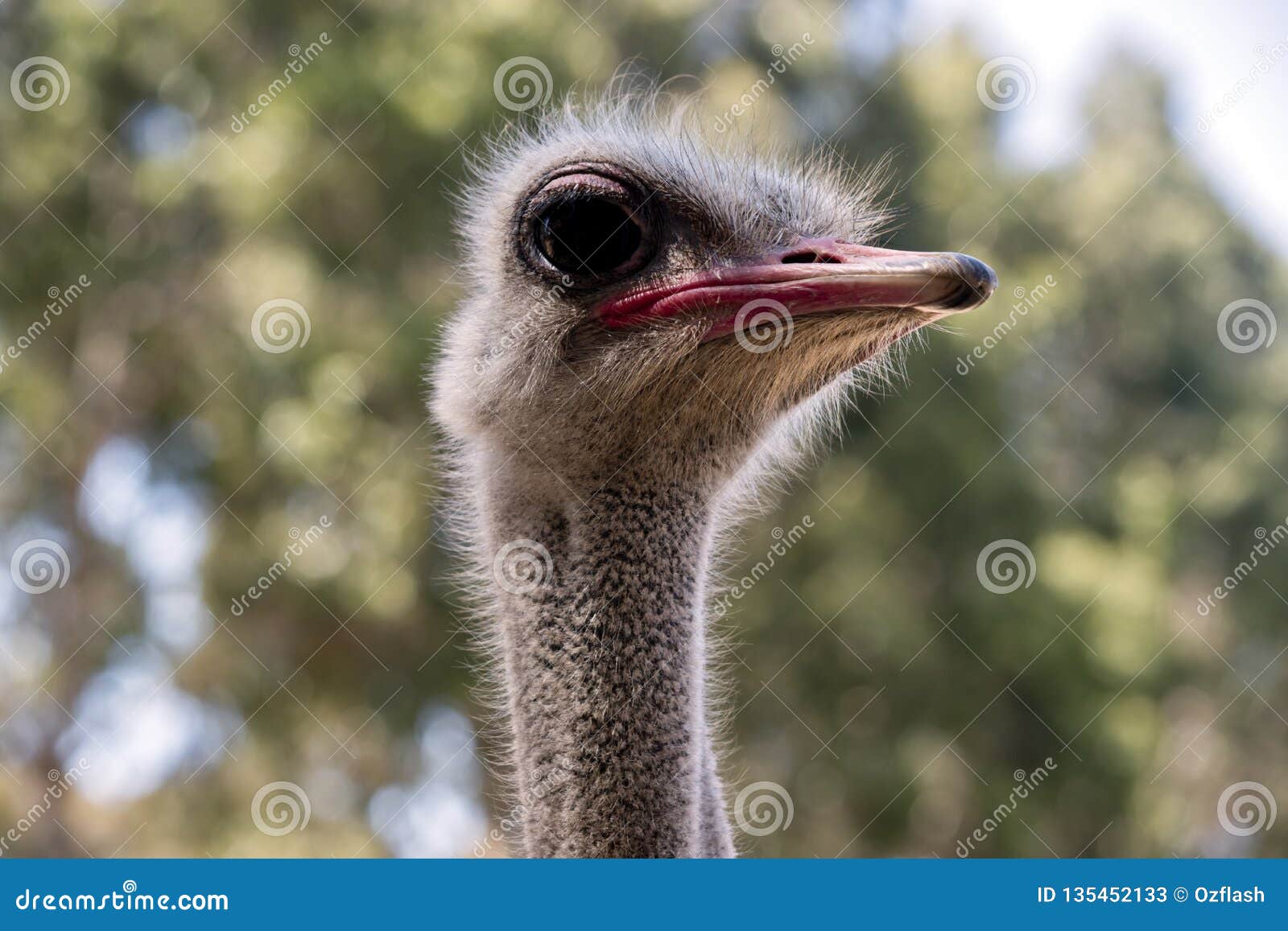 An ostrich head stock image. Image of lash, astonishment - 135452133