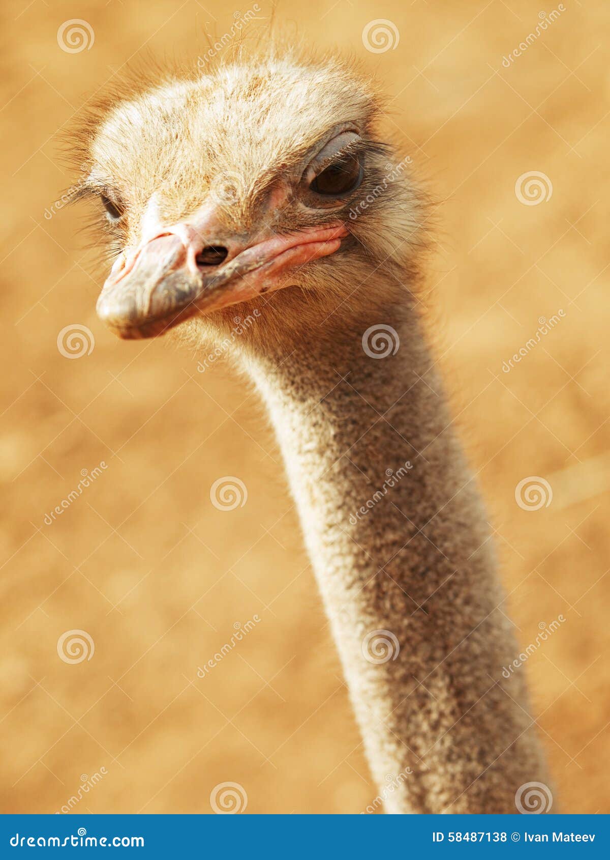 Ostrich close up stock photo. Image of neck, south, ostrich - 58487138