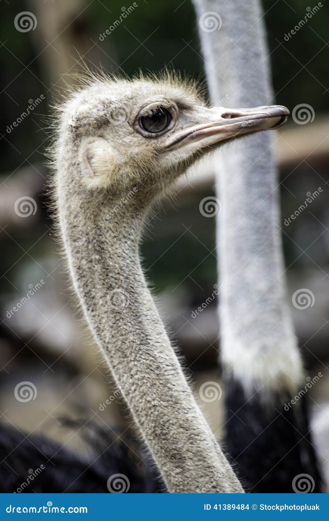 The Ostrich or Common Ostrich is Either One or Two Species of L Stock ...