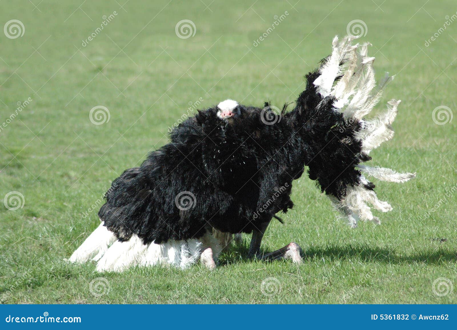 Ostrich dance 1 stock photo. Image of funny, birds, feather - 5361832