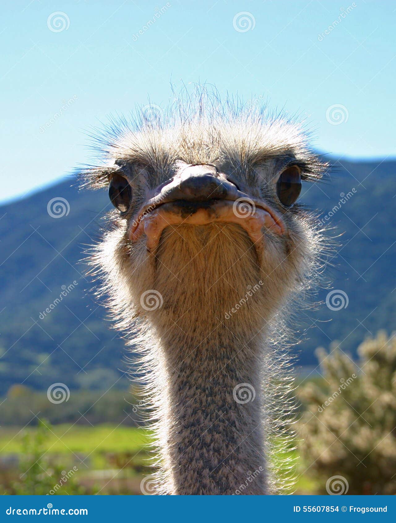 Ostrich Death Stare stock photo. Image of mountains, flightless - 55607854