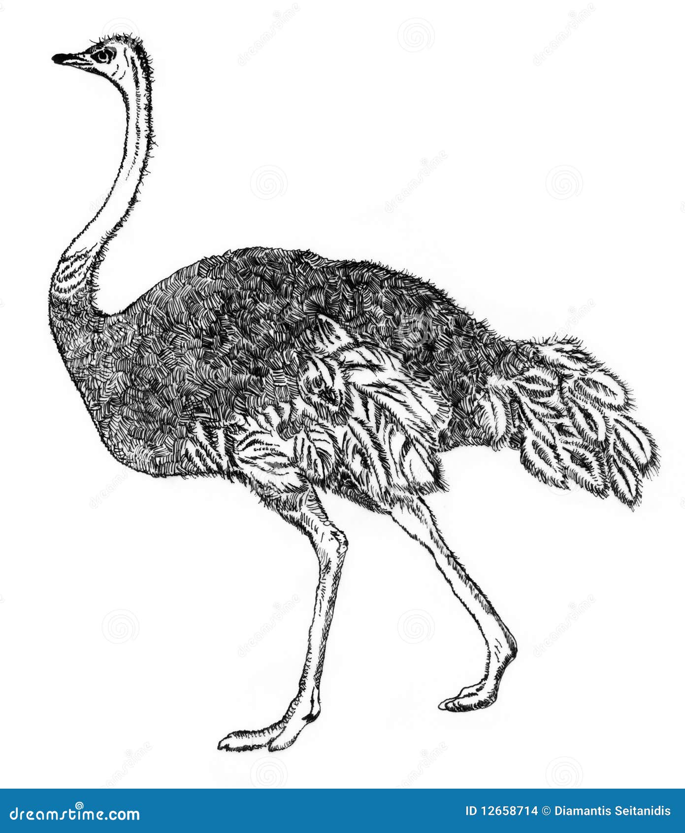 Ostrich drawing stock photo. Image of cartoon, paper - 12658714