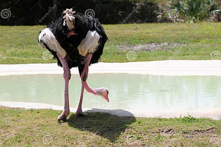 Ostrich Drinking Water stock photo. Image of feather - 24420128
