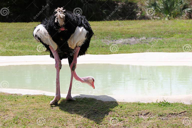 Ostrich Drinking Water stock photo. Image of feather - 24420128
