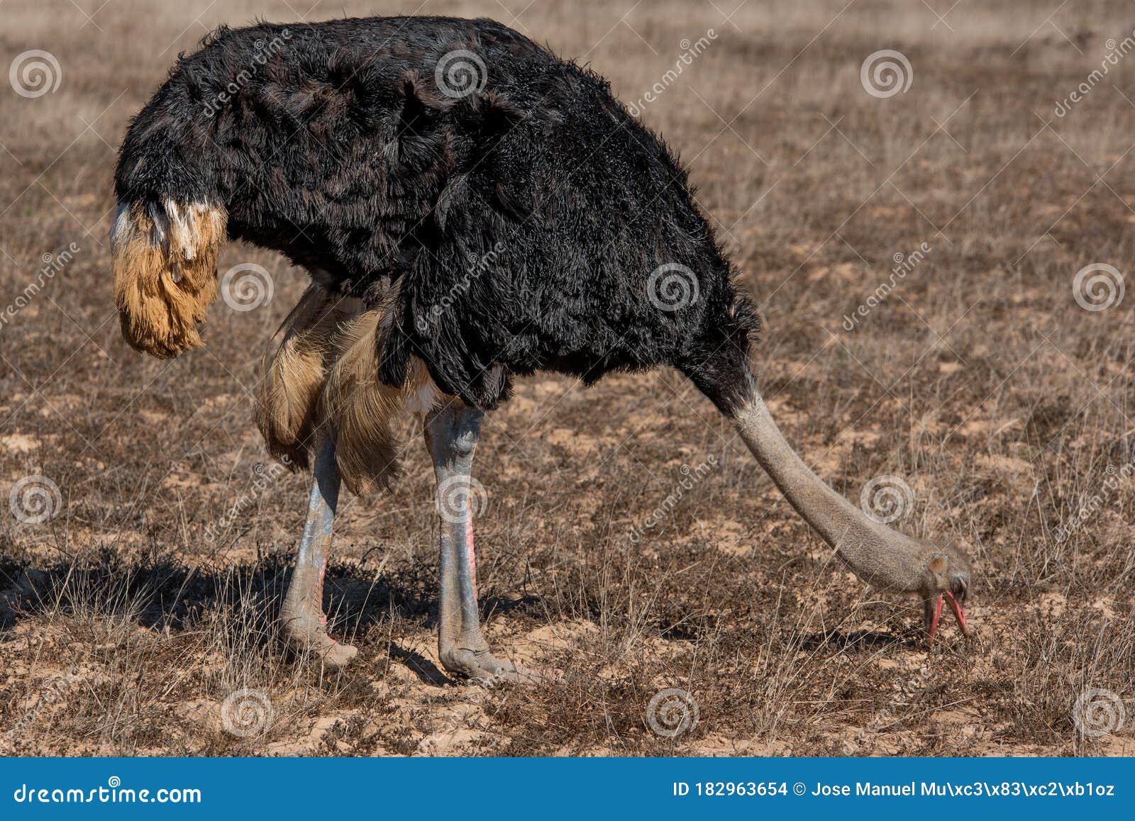 Ostrich Eating in the Field Close Up Stock Photo - Image of copy, large ...