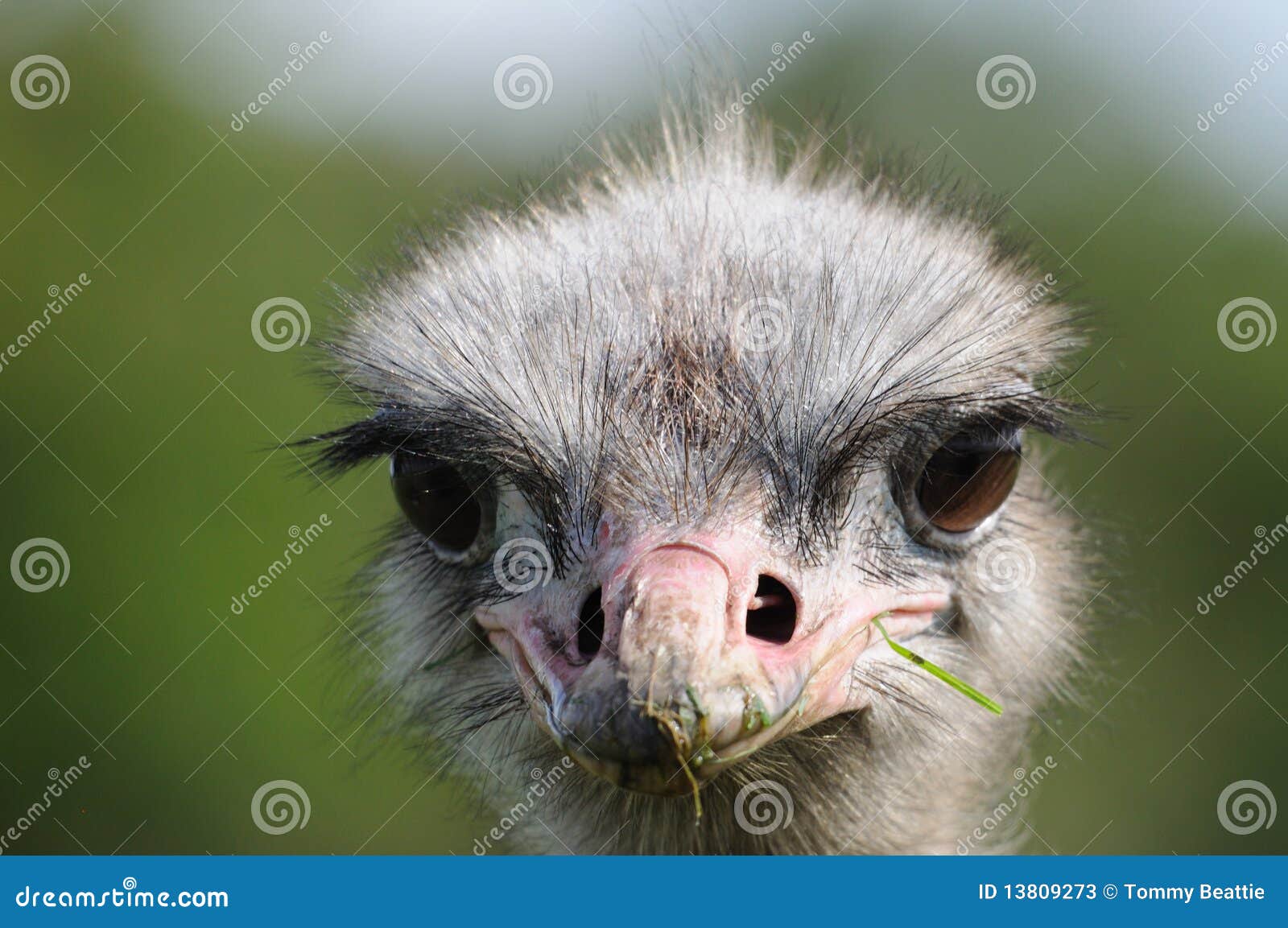 Ostrich eating grass stock image. Image of lake, district - 13809273