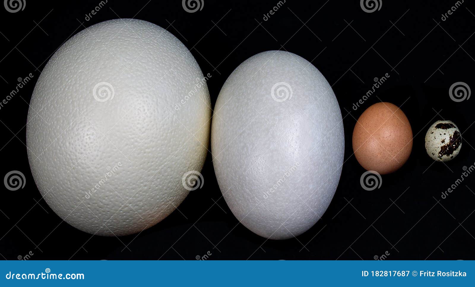 Eggs in a Row - Ostrich, American Rhea, Chicken, Quail Stock Image ...