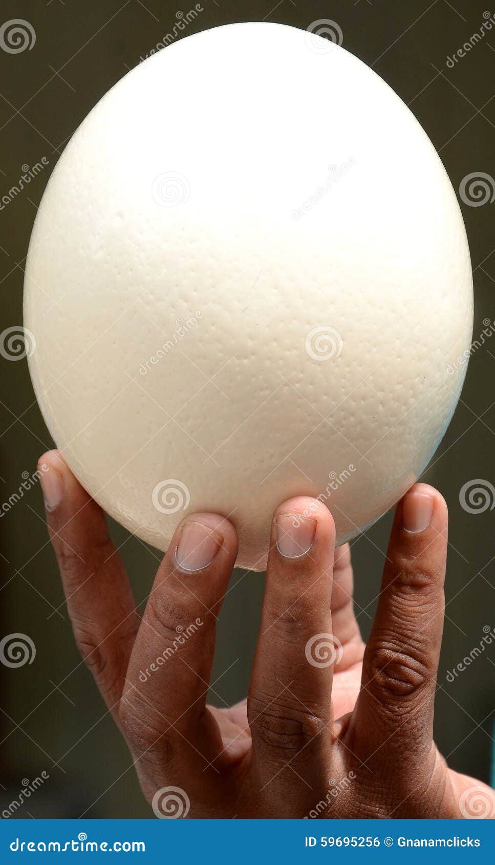 OSTRICH EGG stock photo. Image of size, eggshell, heavy - 59695256