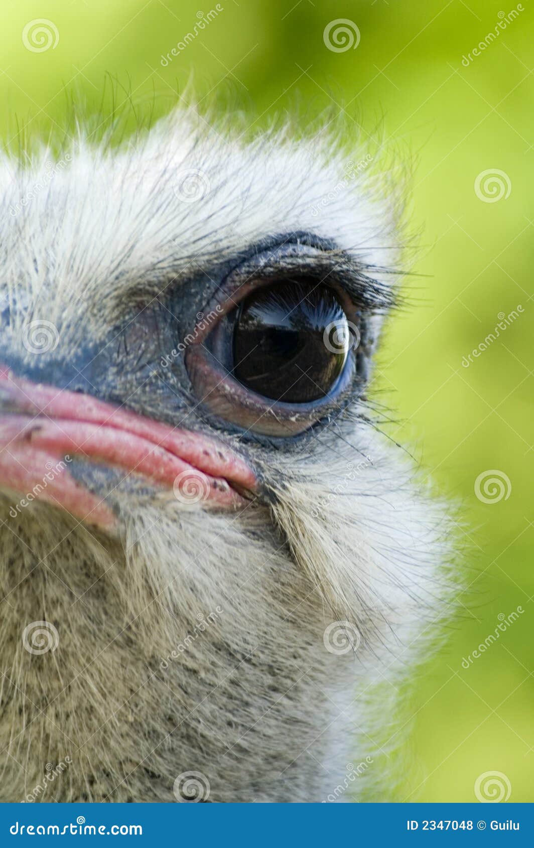 Ostrich Eyeball Clipart