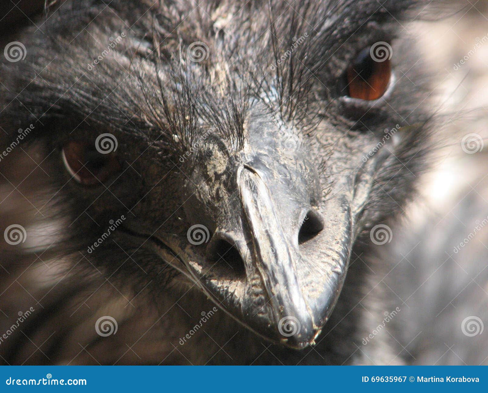 Ostrich eye stock image. Image of front, beak, bird, head - 69635967