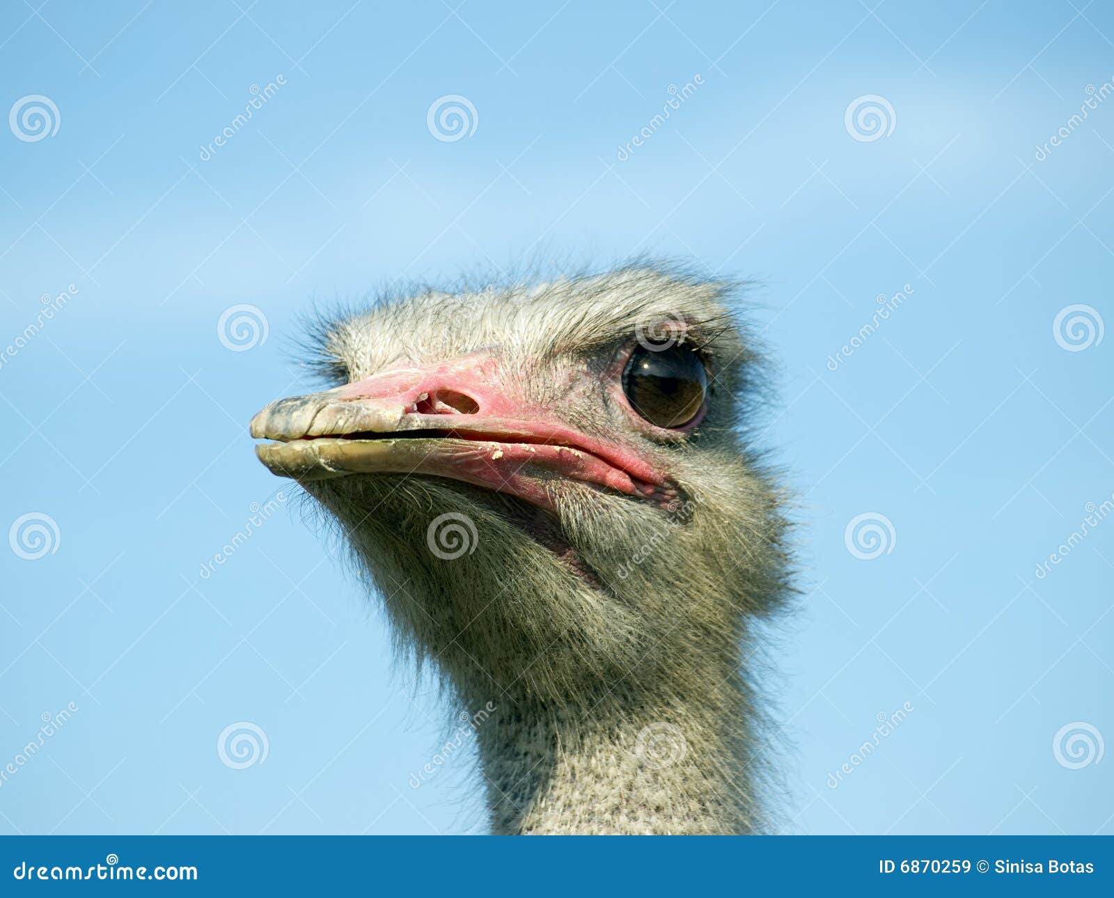 Ostrich face stock image. Image of wildlife, curious, animal - 6870259