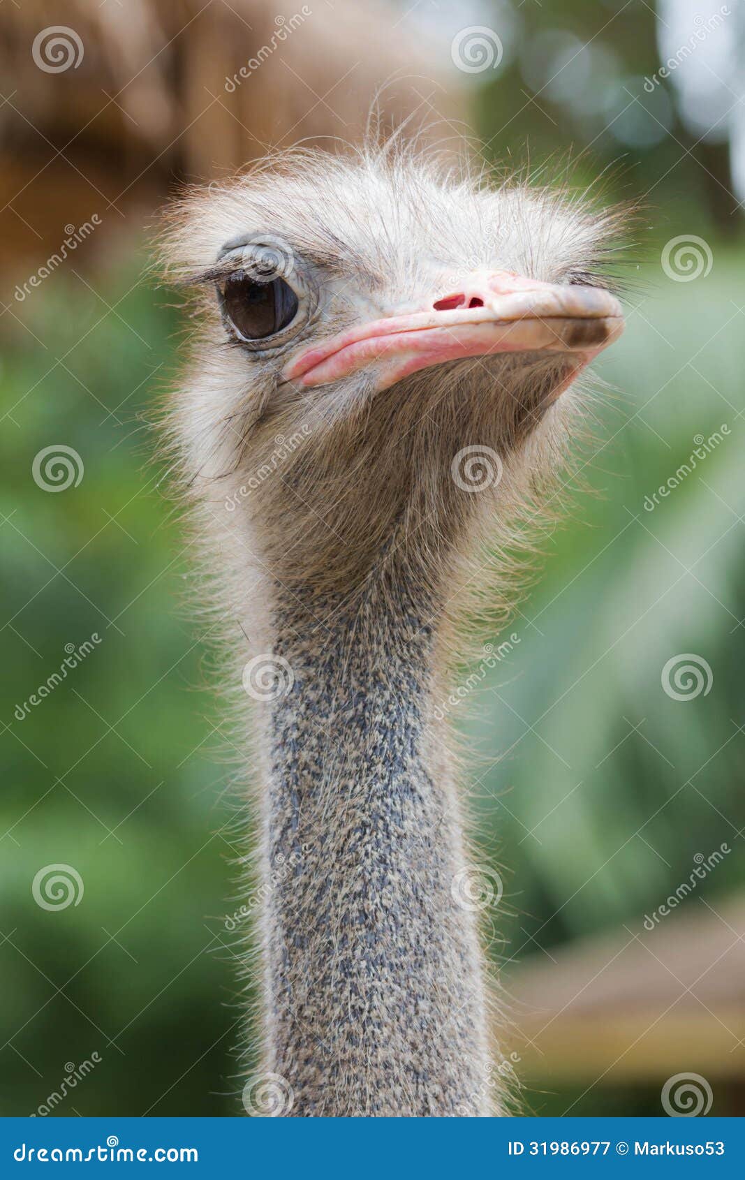 Ostrich face close up stock image. Image of feather, face - 31986977