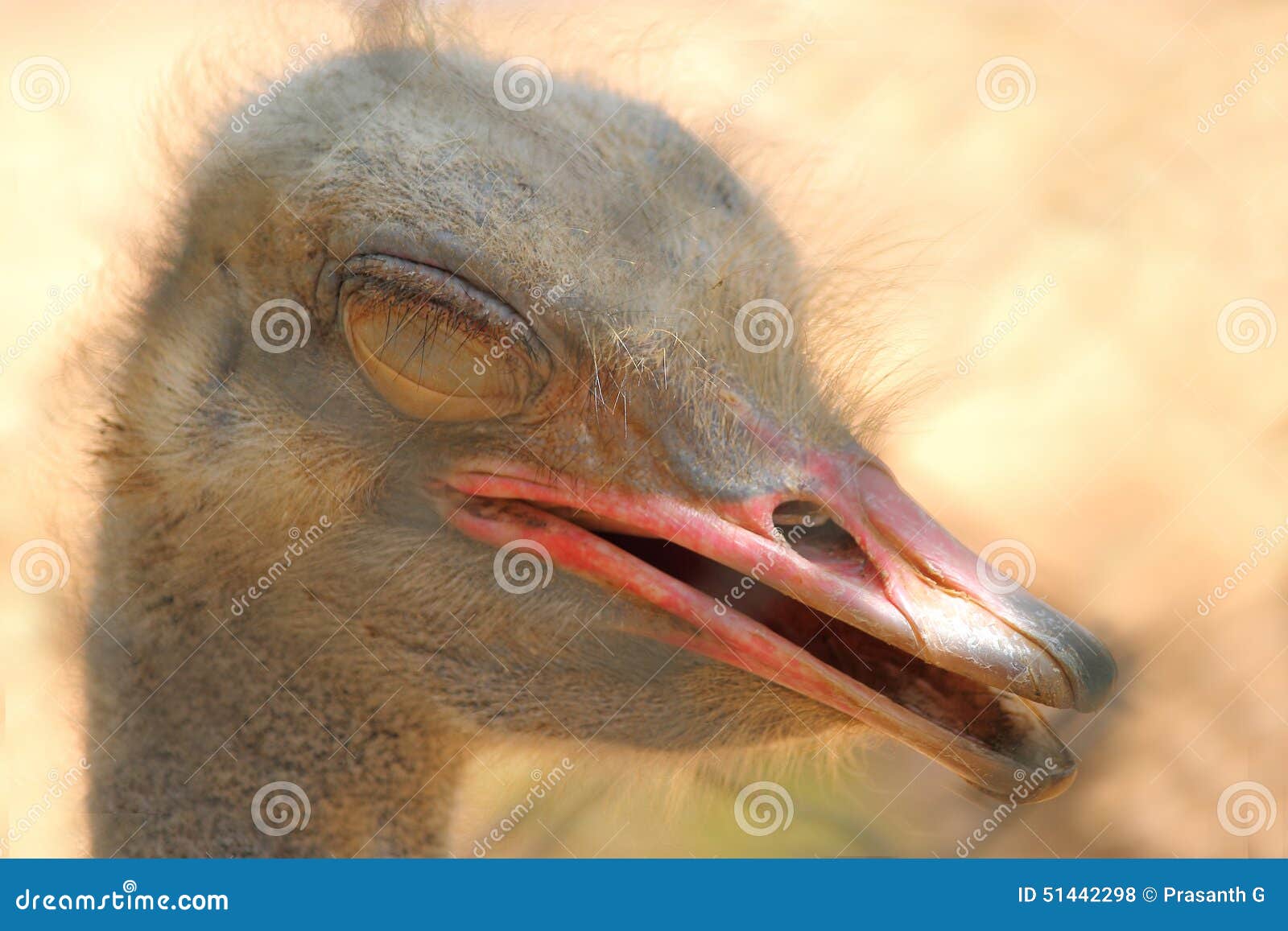 Ostrich face stock photo. Image of close, nature, bird - 51442298