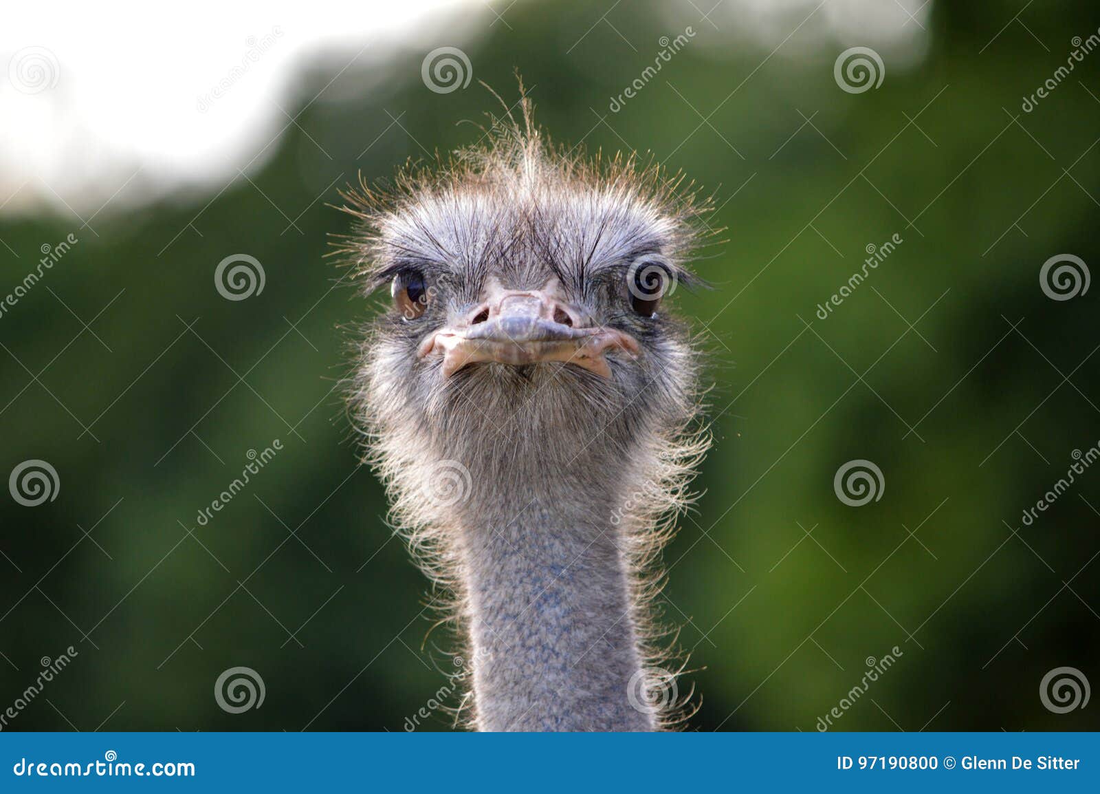 Ostrich face stock photo. Image of close, farm, beautiful - 97190800