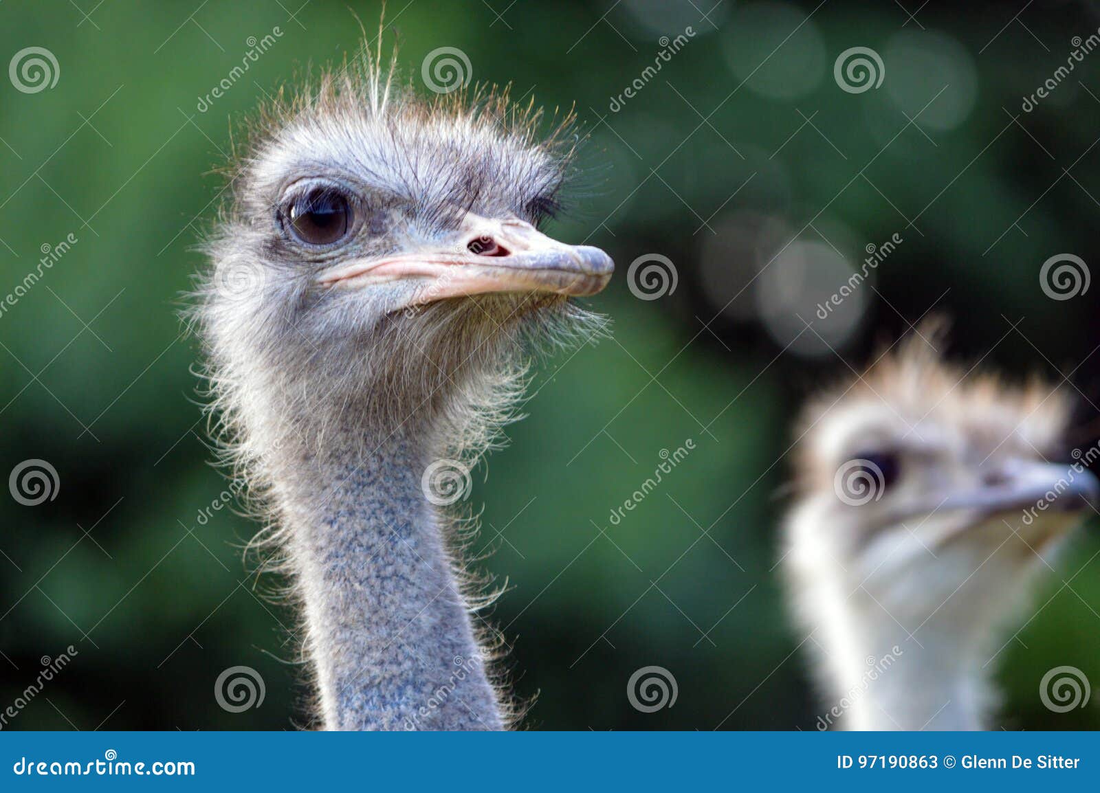Ostrich face stock image. Image of ostrich, hair, eyes - 97190863