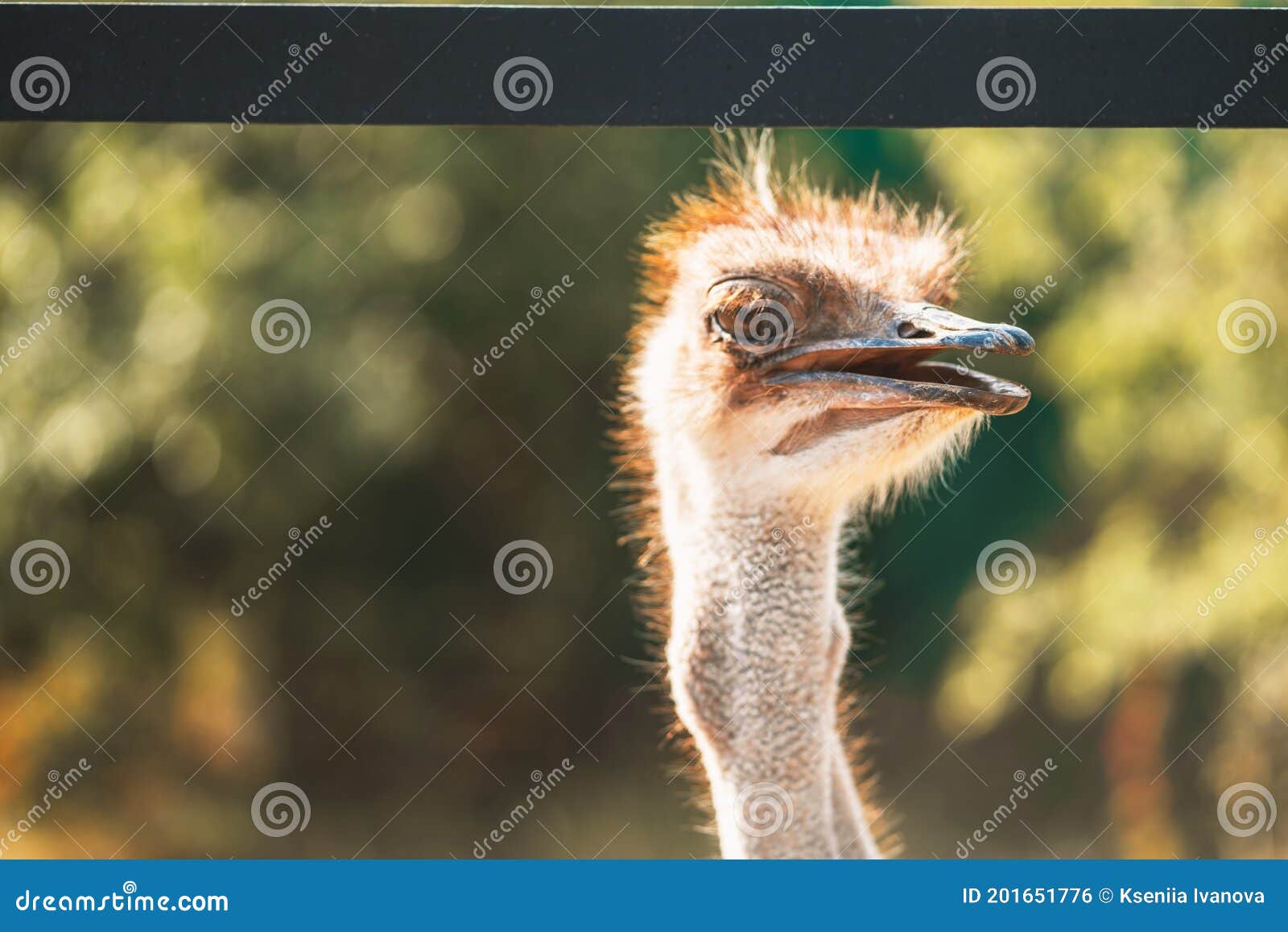 Ostrich Face Close-up. Wildlife and Animal Rights Stock Photo - Image ...