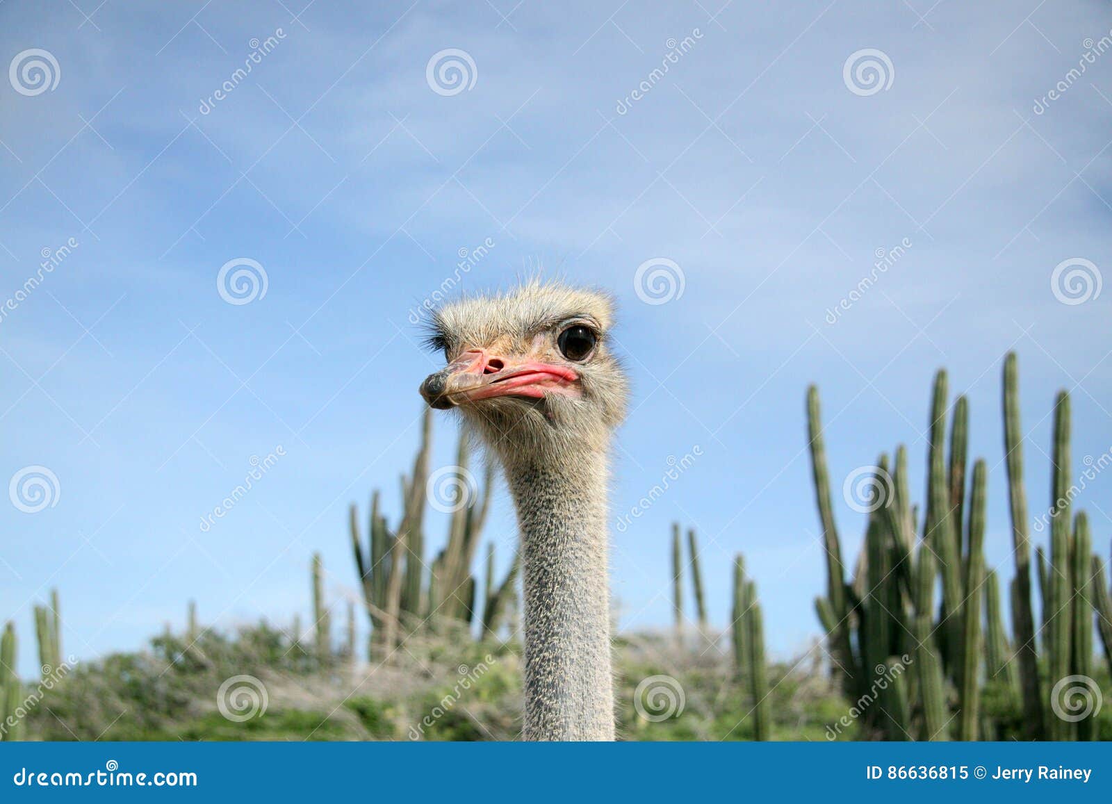 Ostrich face closeup stock image. Image of australia - 86636815