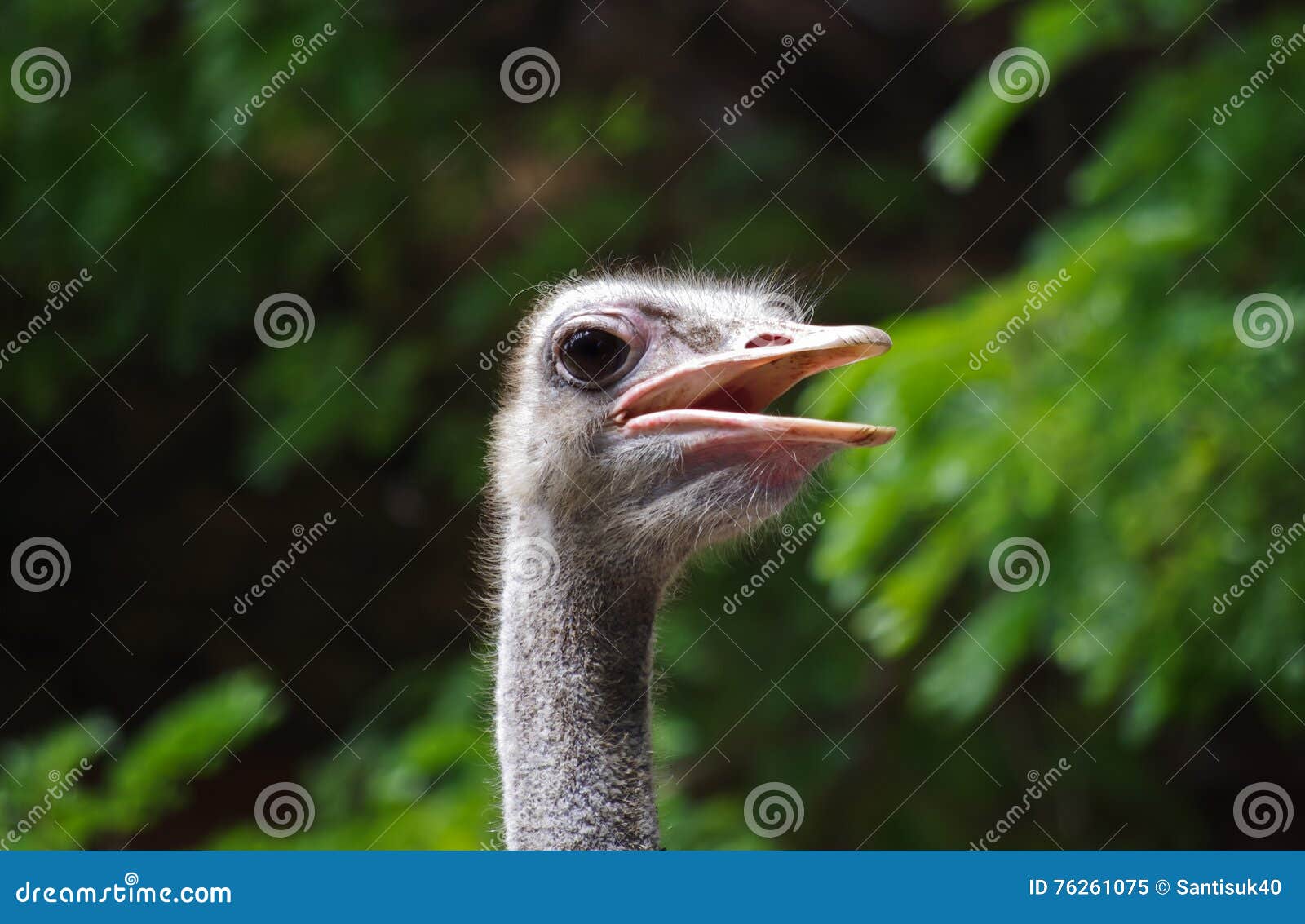 Ostrich face stock image. Image of looking, head, blue - 76261075