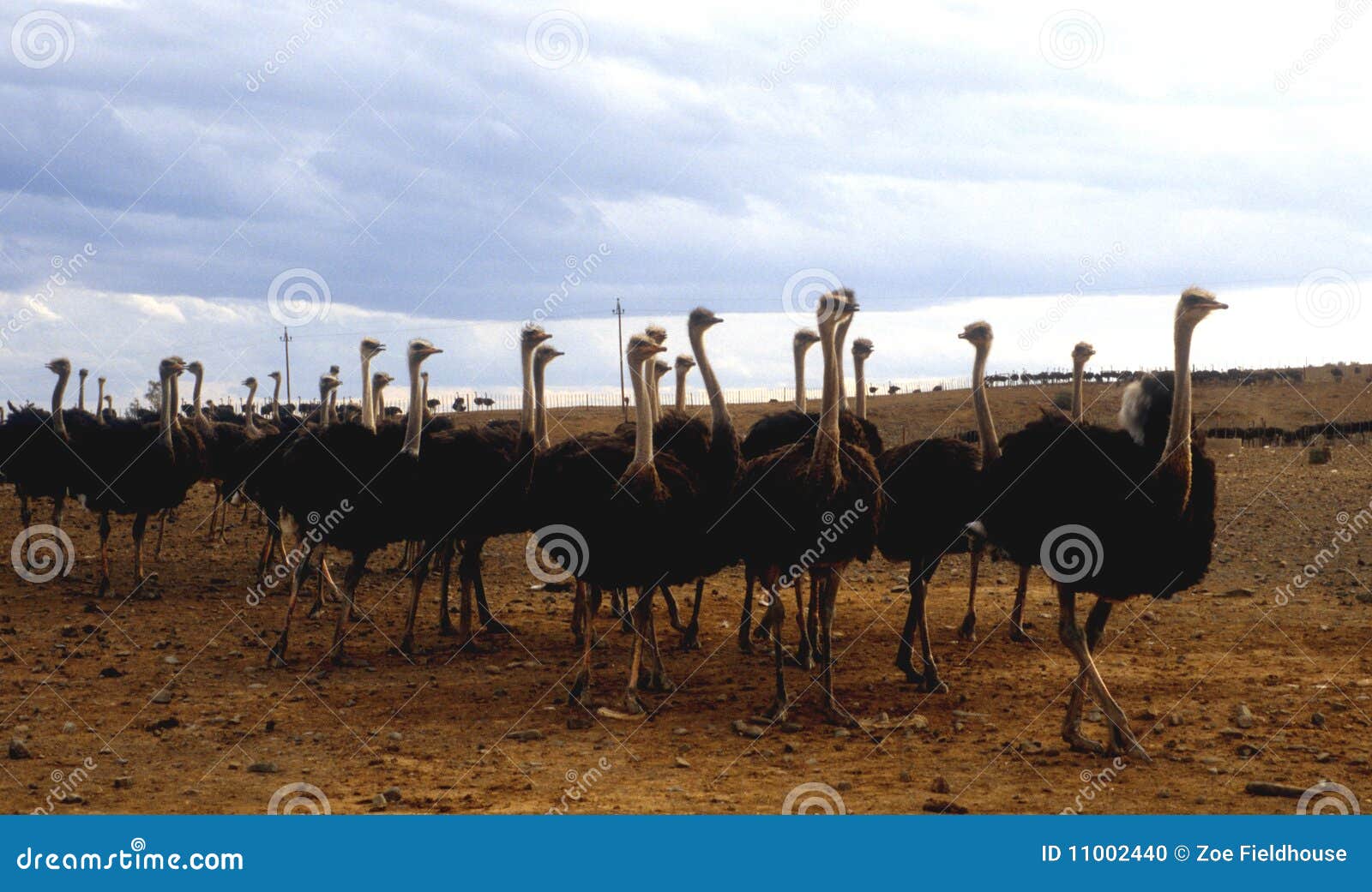 Ostrich Farm stock photo. Image of male, bird, tourism - 11002440