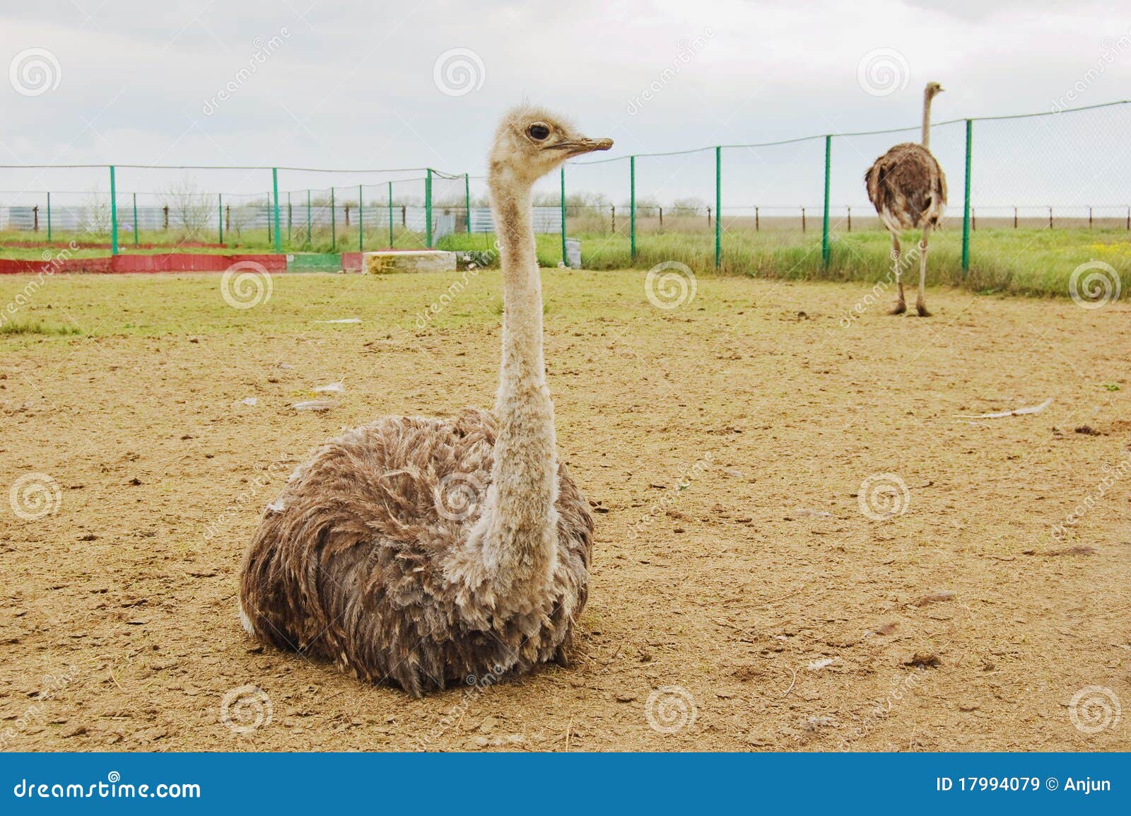 Ostrich farm stock image. Image of feathers, african - 17994079