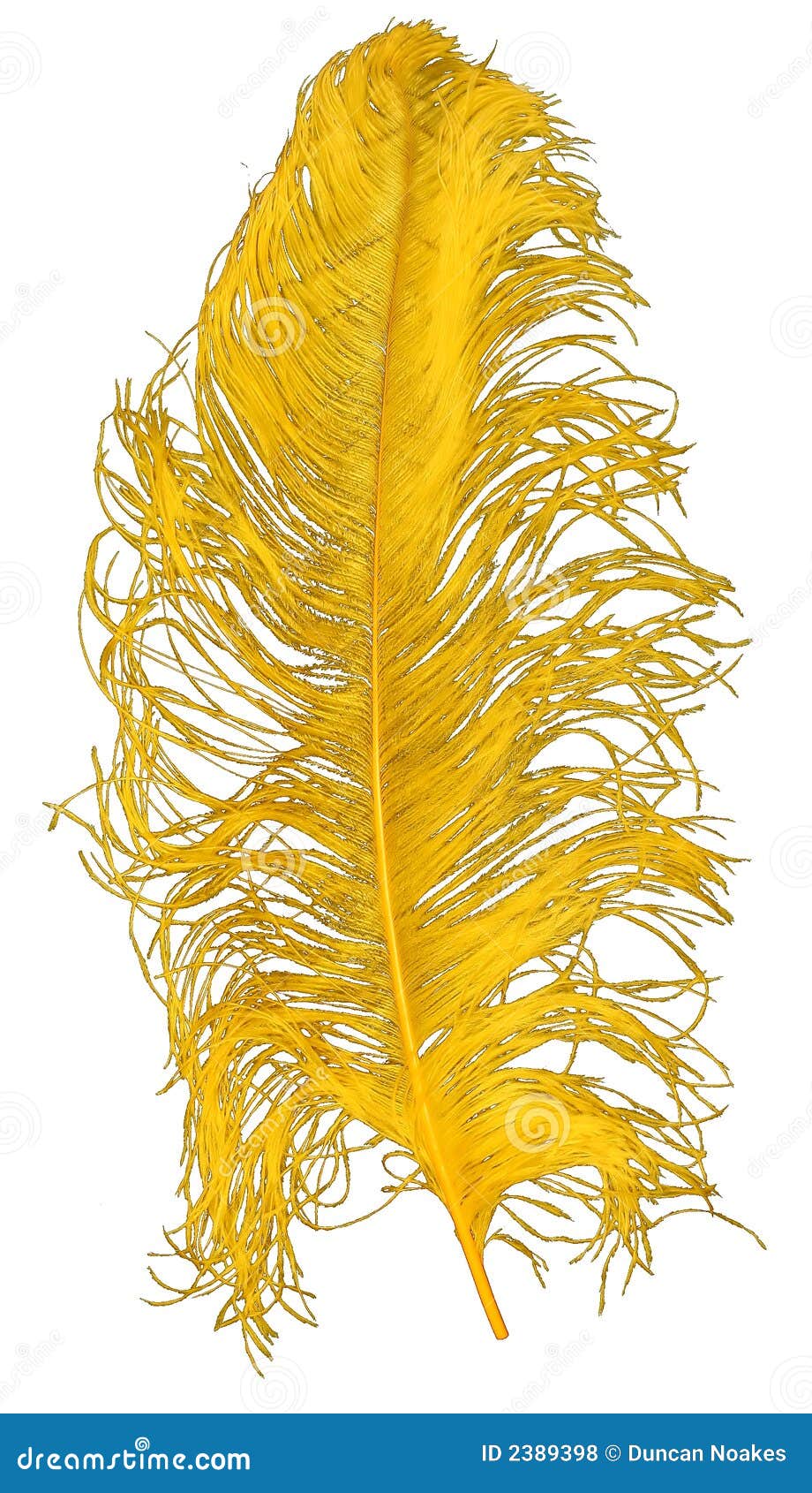 Ostrich Feather stock photo. Image of feather, africa - 2389398