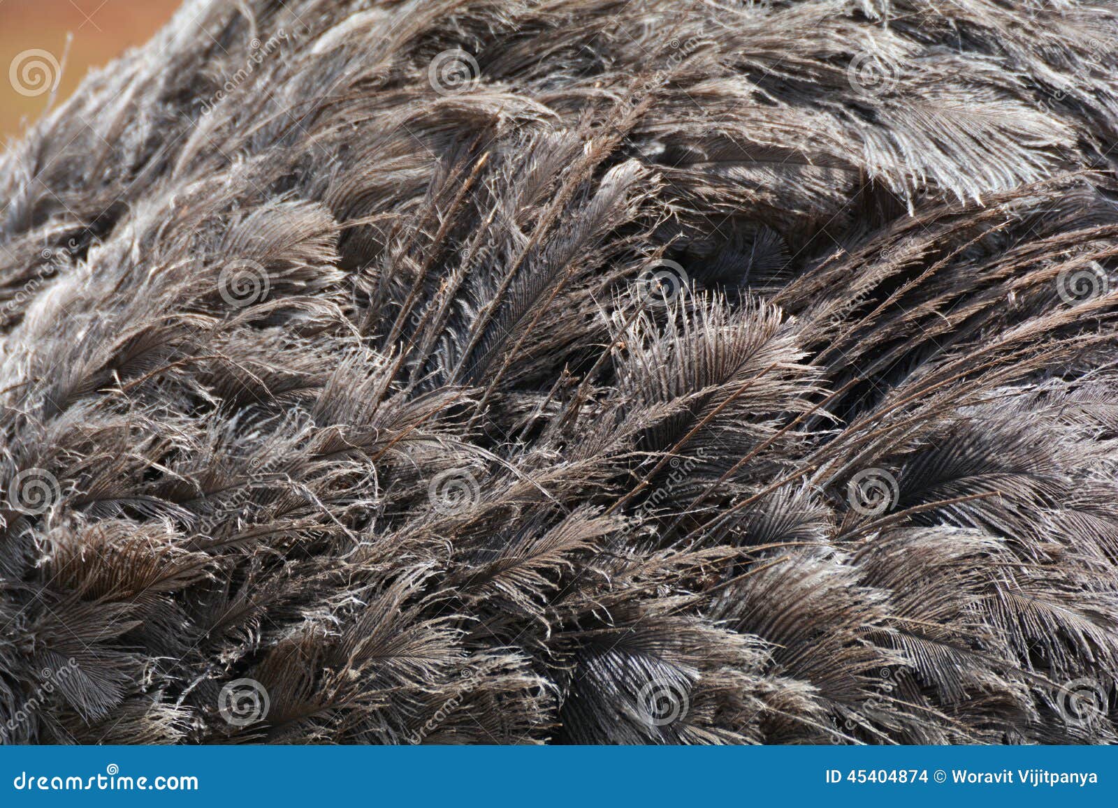 Ostrich feather stock photo. Image of wild, closeup, australis - 45404874