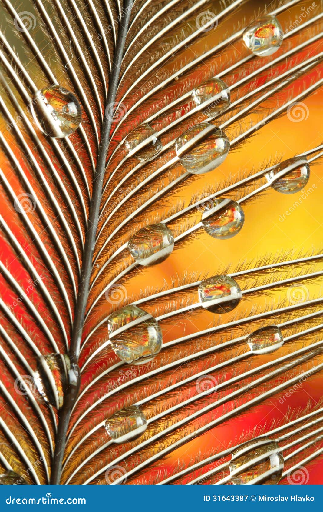 Ostrich feather stock image. Image of nature, flower - 31643387