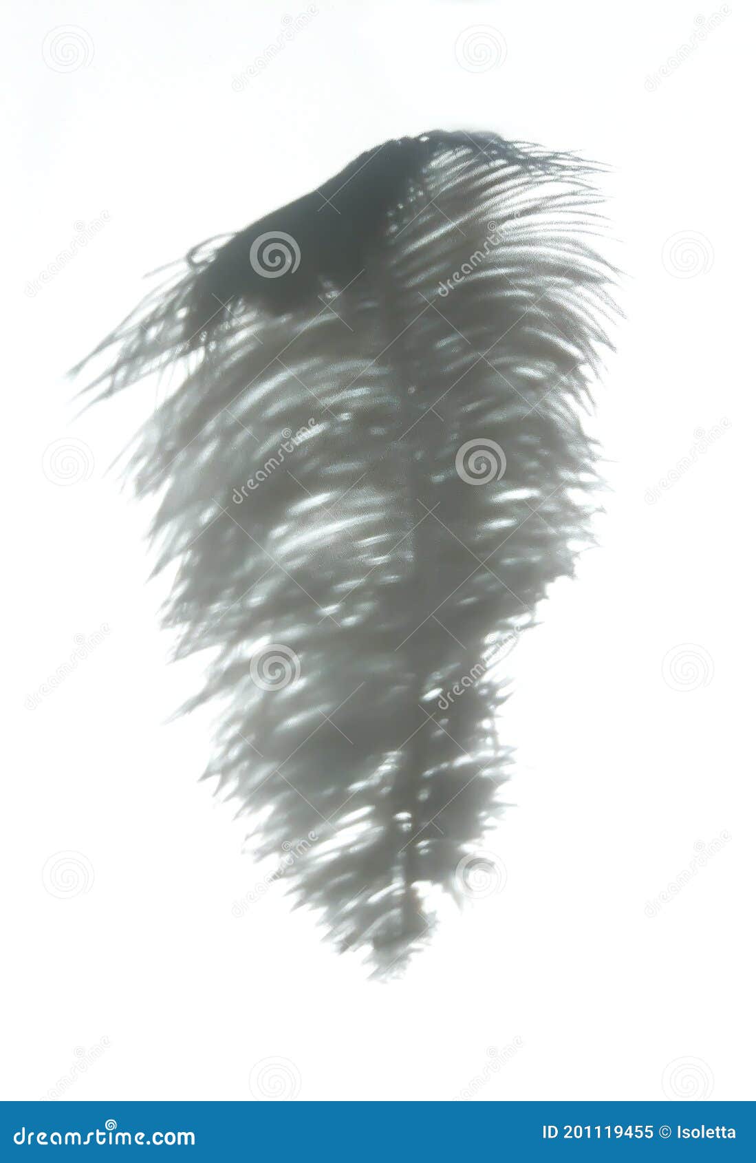 Ostrich Feather and Shadows on Light Background Stock Image - Image of ...