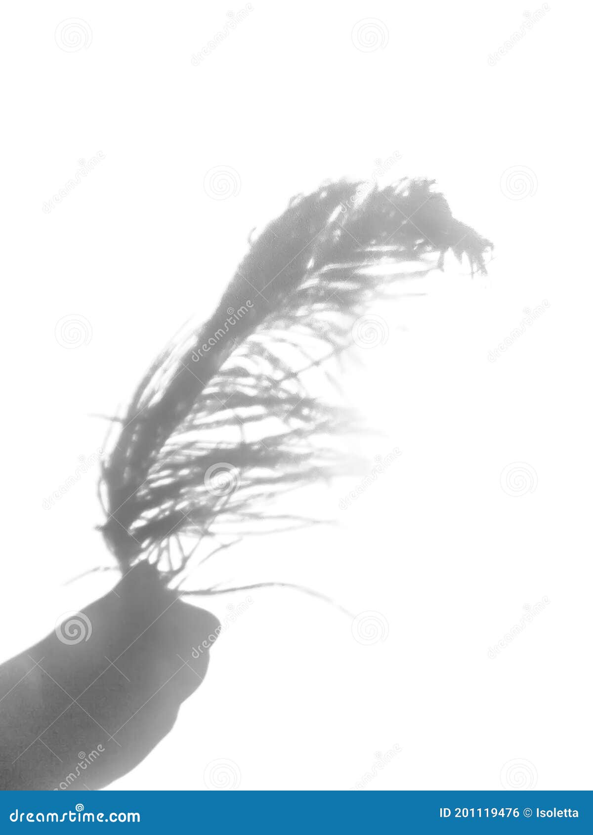 Ostrich Feather and Shadows on Light Background Stock Photo - Image of ...