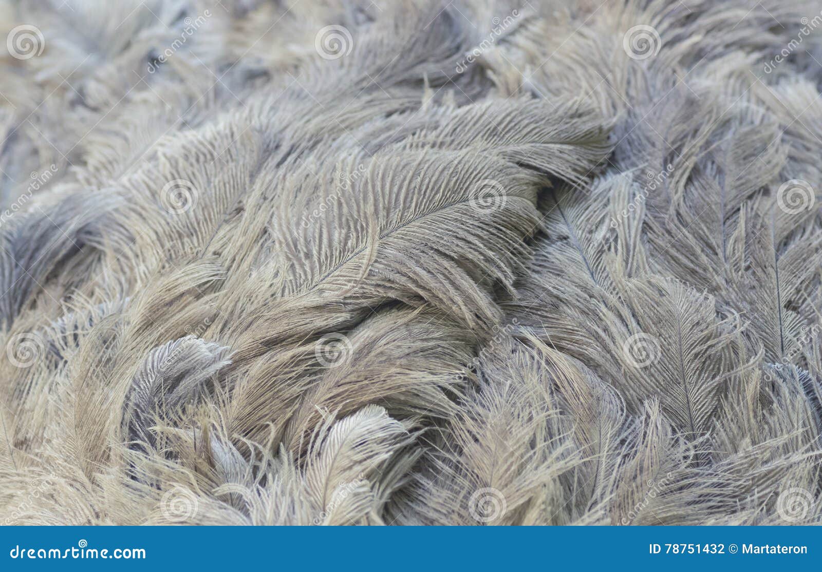 Ostrich Feathers Skin For Pattern Stock Image | CartoonDealer.com ...