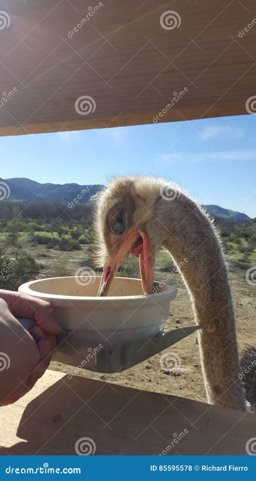 Ostrich feeding stock photo. Image of organic, feeding - 85595578