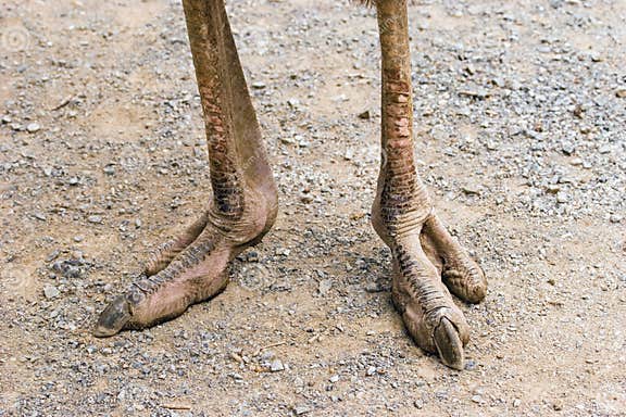 Ostrich Feet stock photo. Image of ostrich, bird, stones - 2329512