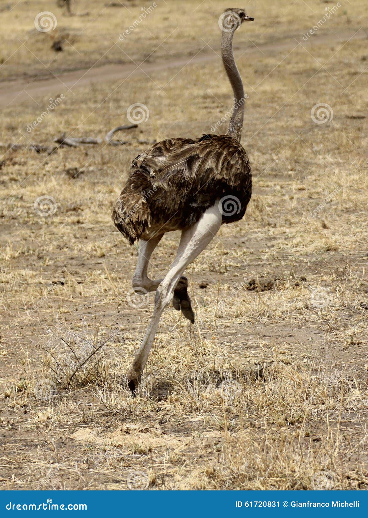 Ostrich Female Running stock image. Image of conservation - 61720831