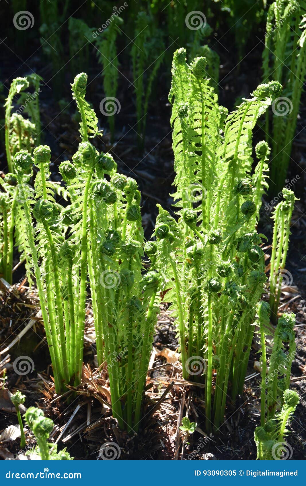 Ostrich fern stock image. Image of macro, closeup, garden - 93090305