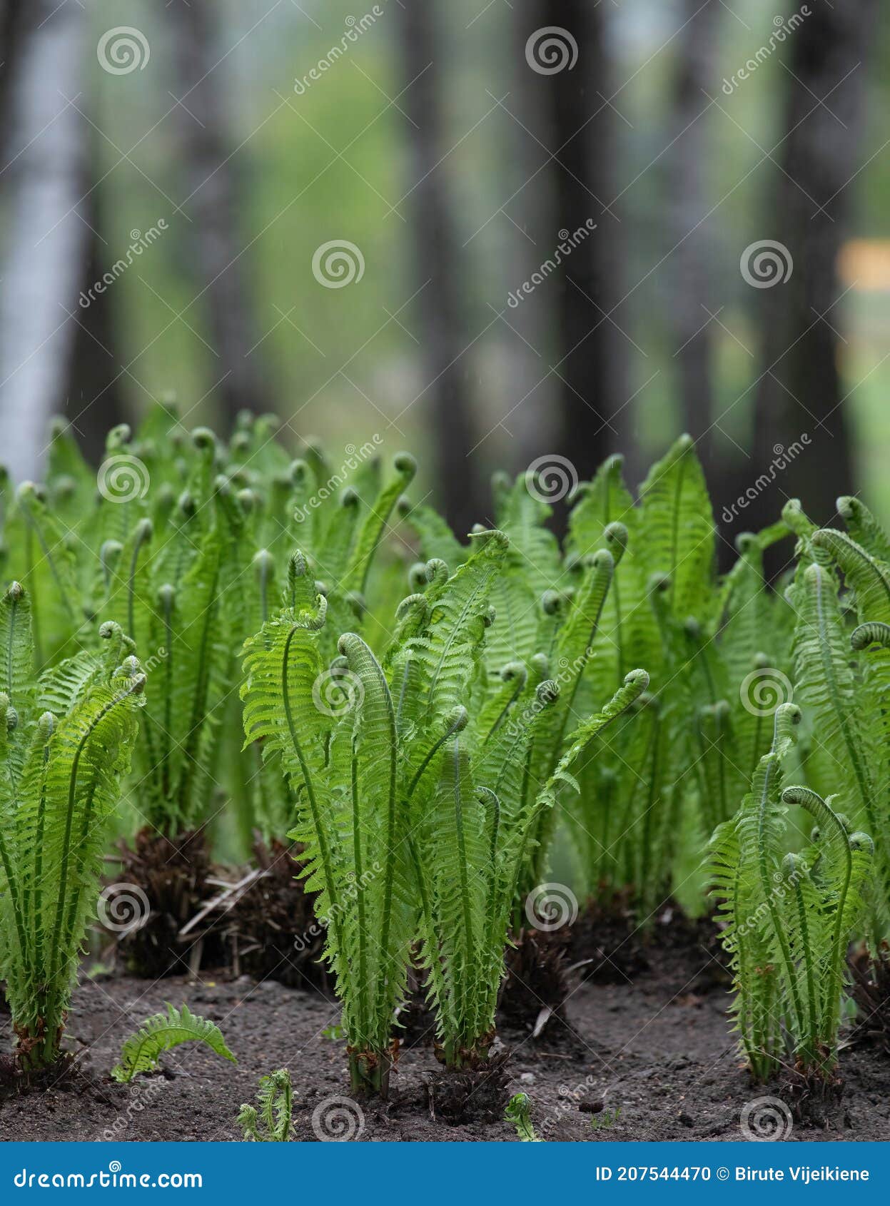 Ostrich Fern Matteuccia Struthiopteris Stock Photo - Image of ...