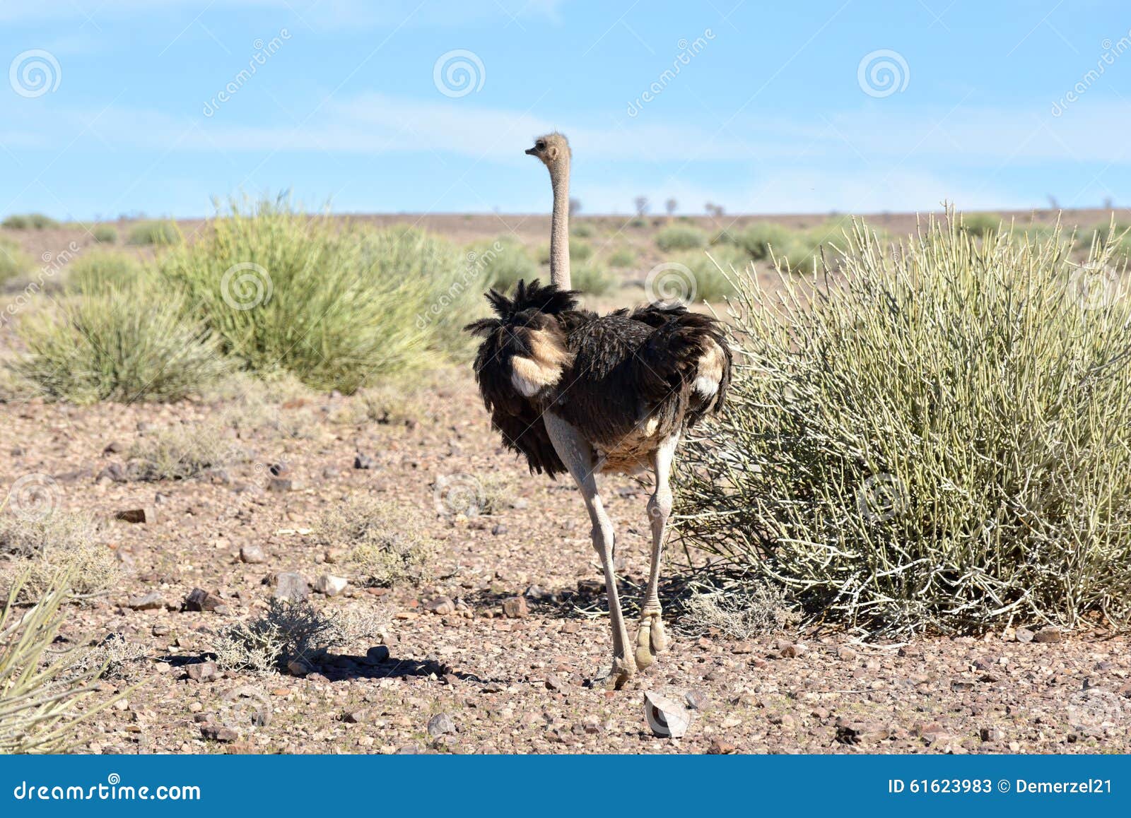 296 Ostrich Fish Photos - Free & Royalty-Free Stock Photos from Dreamstime