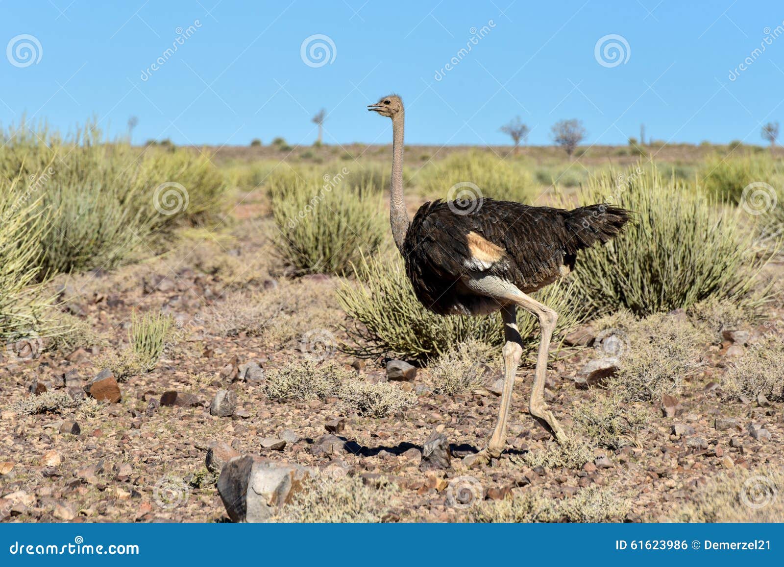 Ostrich, Fish River Canyon -Namibia, Africa Stock Photo - Image of ...