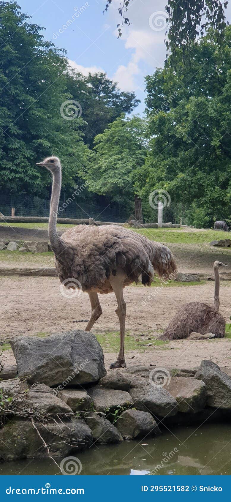 Ostrich is a Flightless Bird Stock Photo - Image of animals, fast ...