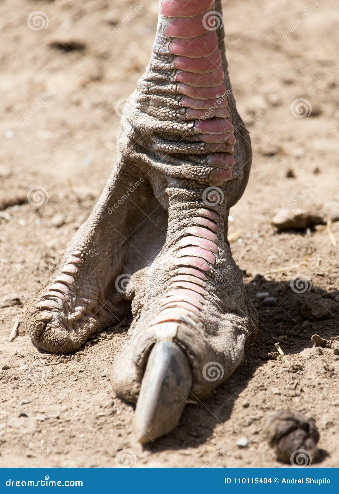 Ostrich foot on the ground stock photo. Image of foots - 110115404