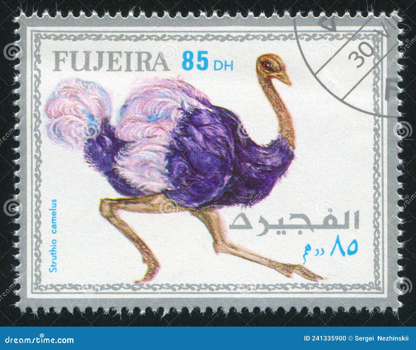 Ostrich editorial image. Image of cover, outdoors, envelope - 241335900