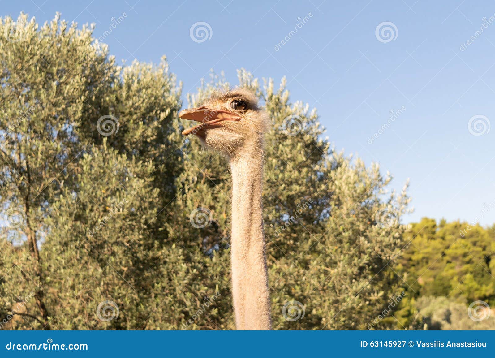 Ostrich Funny Portrait Against the Tees and the Blue Sky. Stock Image ...