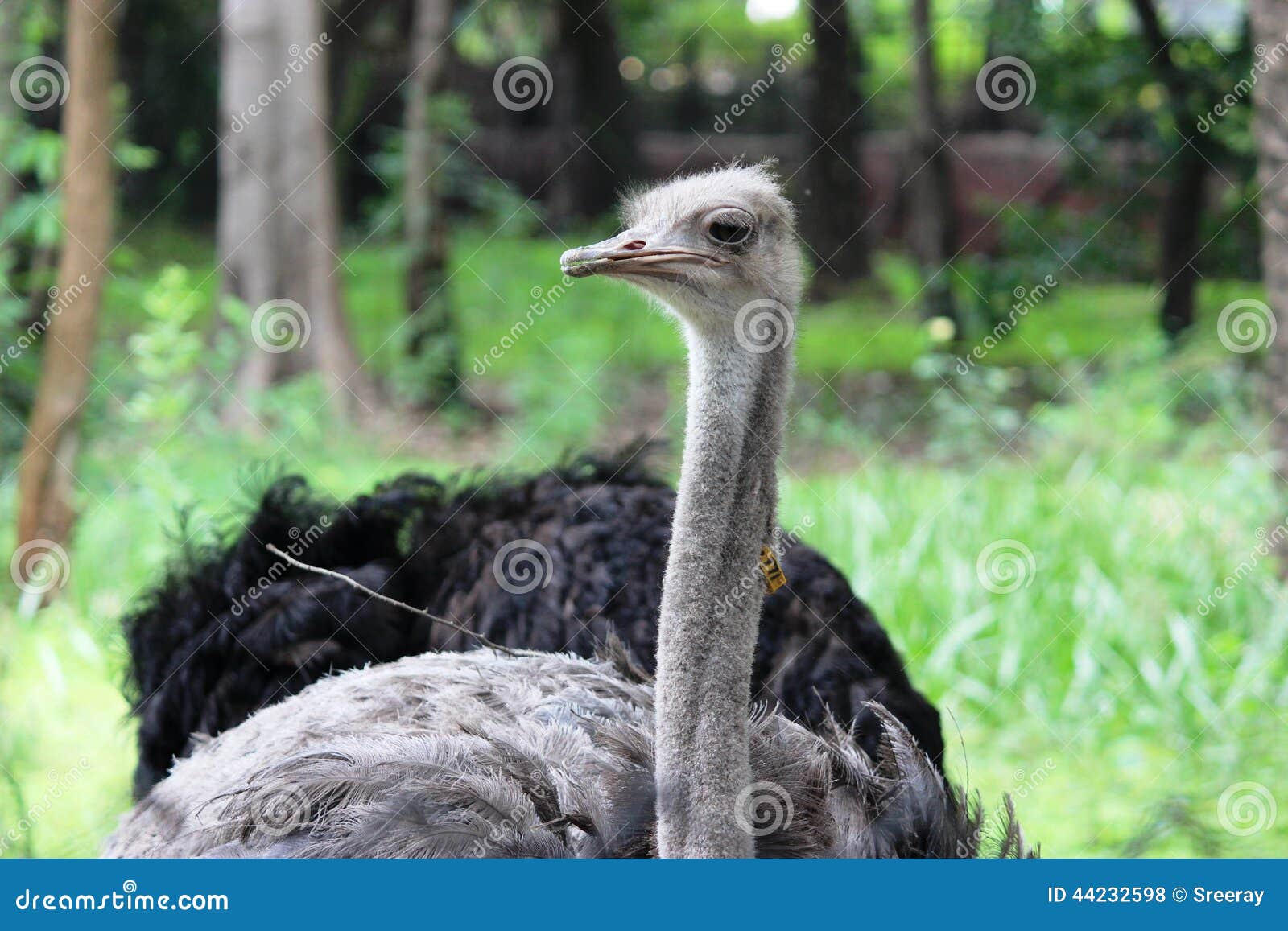 Ostrich stock photo. Image of flightless, feather, standing - 44232598