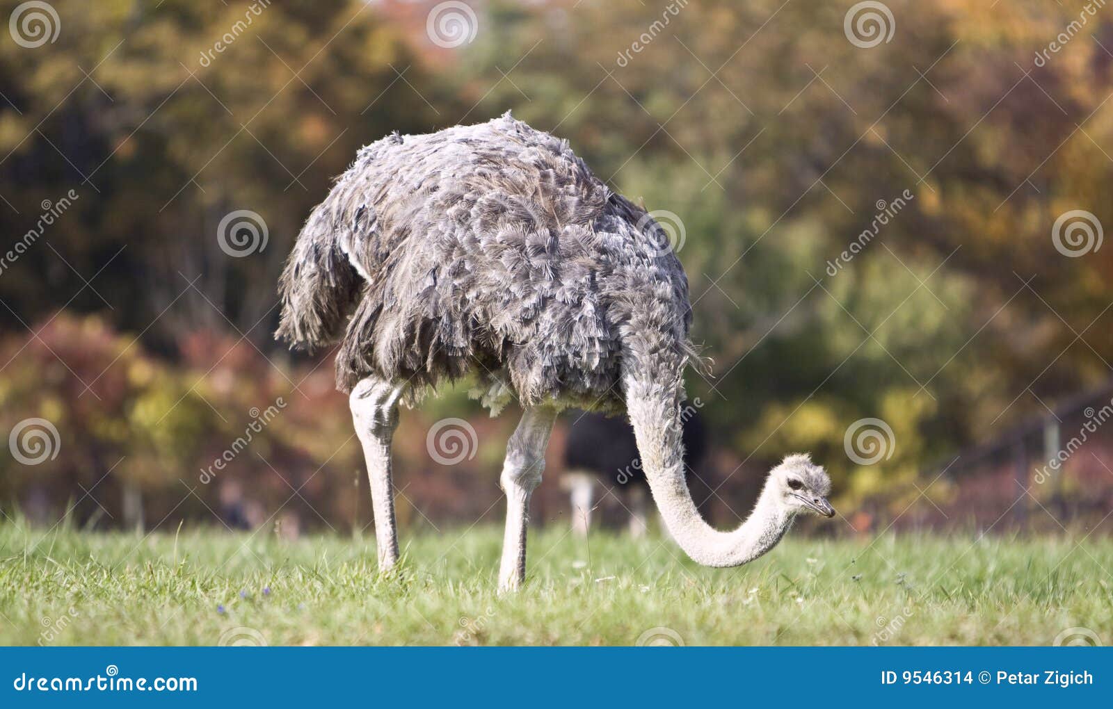Ostrich in a grass stock photo. Image of curious, long - 9546314