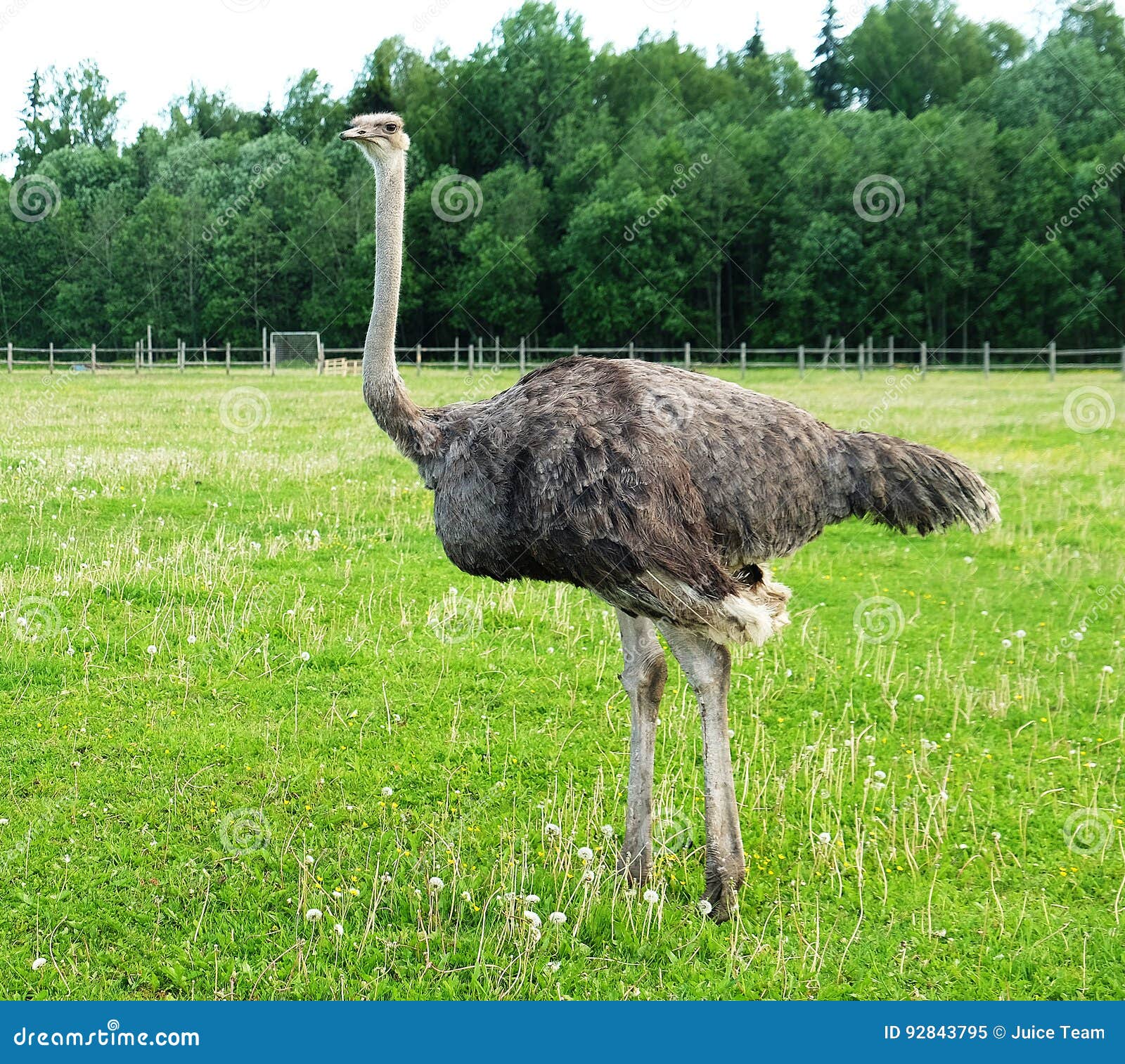Ostrich on Grass, Summer Time Stock Image - Image of portrait, bird ...