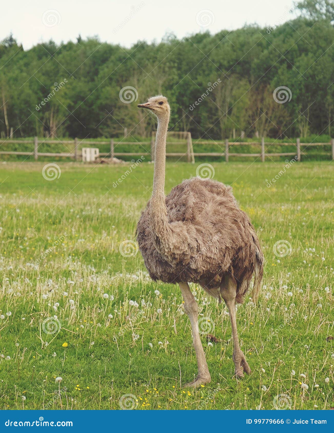 Ostrich on Grass, Summer Time Stock Photo - Image of africa, nature ...
