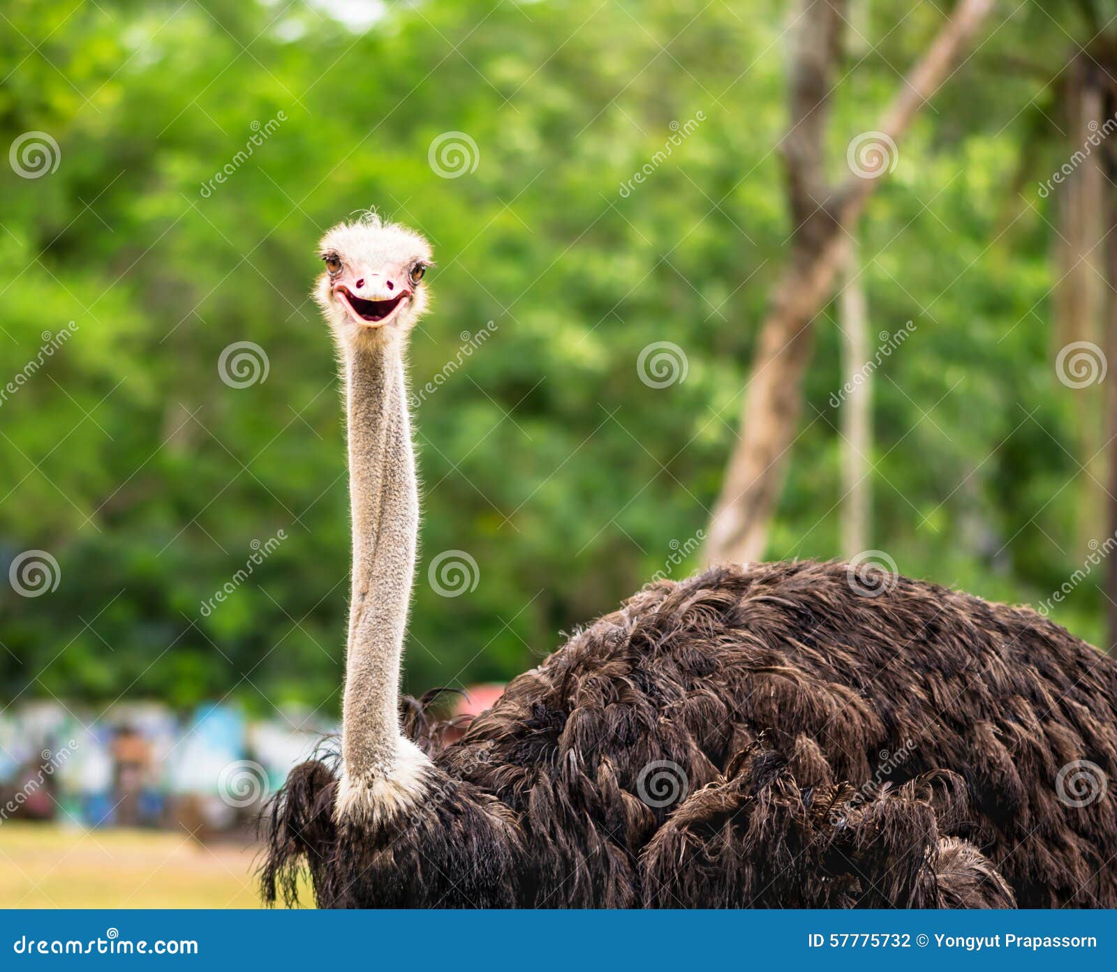 Ostrich stock photo. Image of bird, park, nature, animal - 57775732