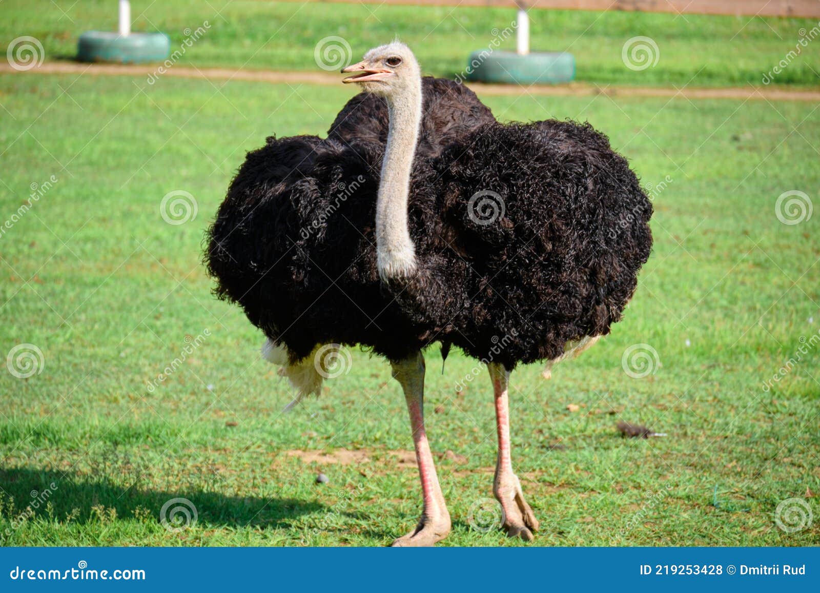 Ostrich on the green lawn stock photo. Image of landscape - 219253428