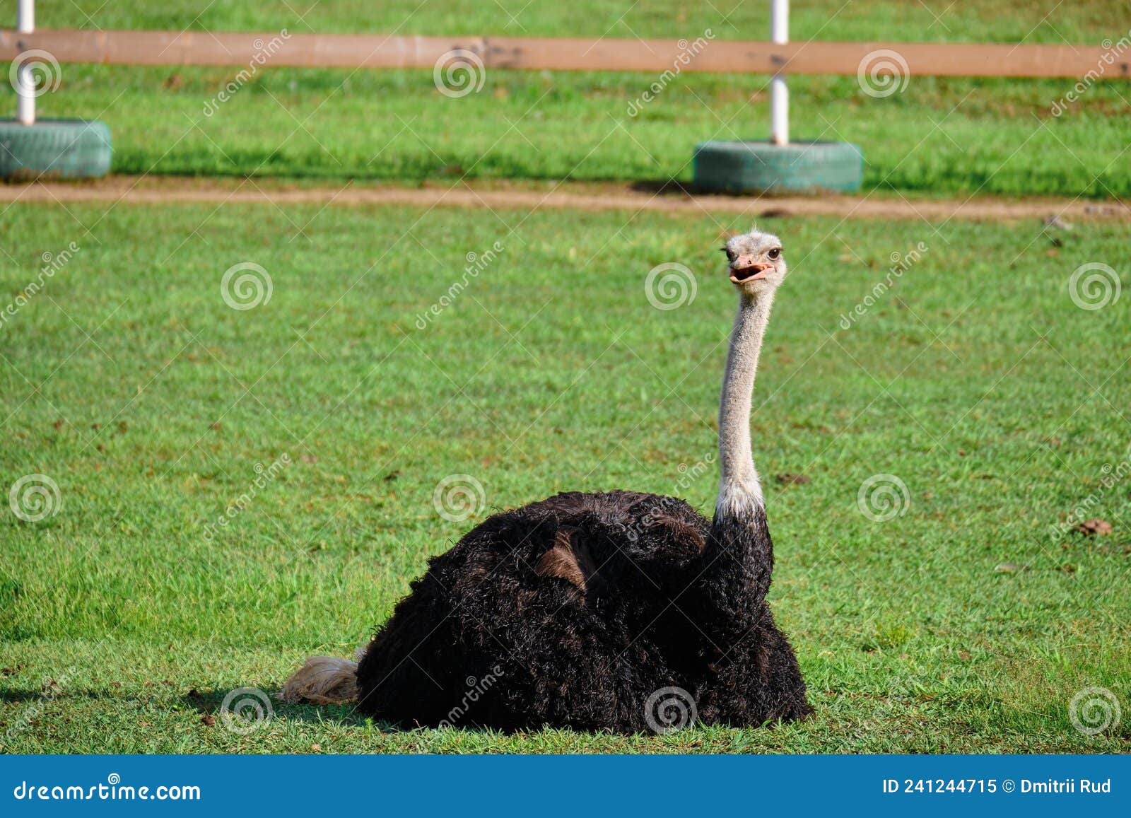 Ostrich on the green lawn stock image. Image of thailand - 241244715