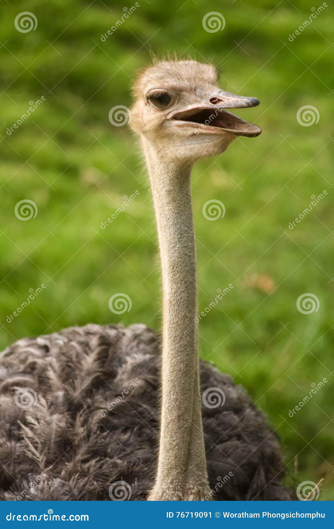 Ostrich and green nature stock image. Image of bird, natural - 76719091