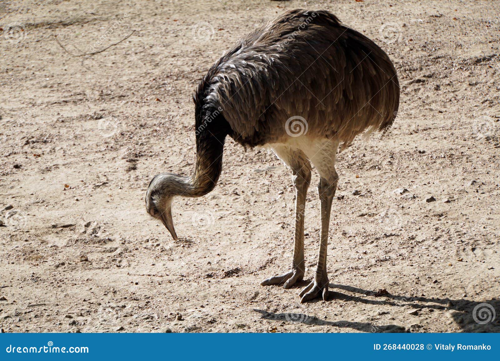 Ostrich on the ground stock photo. Image of shorebird - 268440028